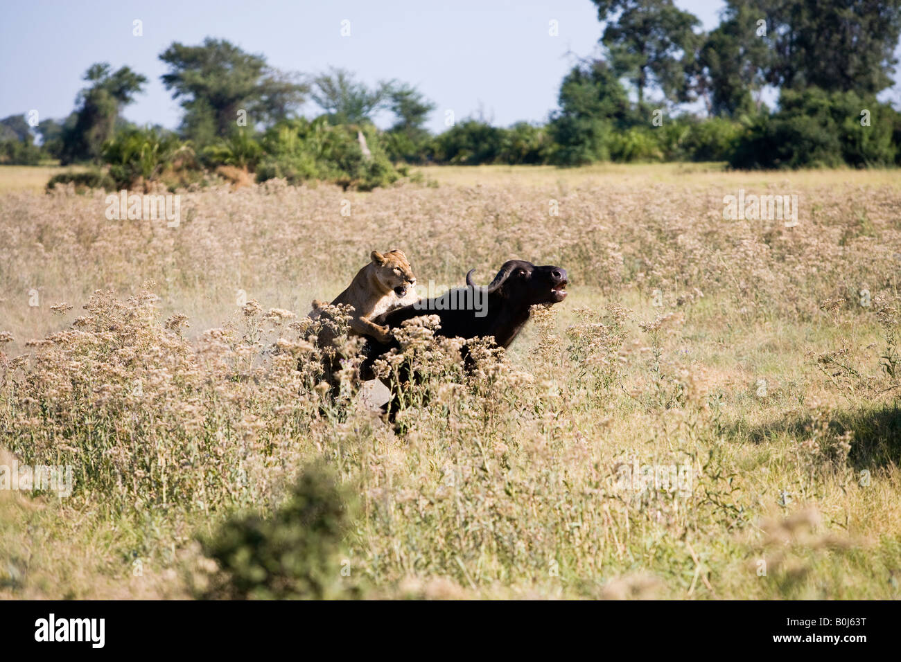 1 Female lion hunting prey, a cape buffalo in the daytime, a dramatic ...