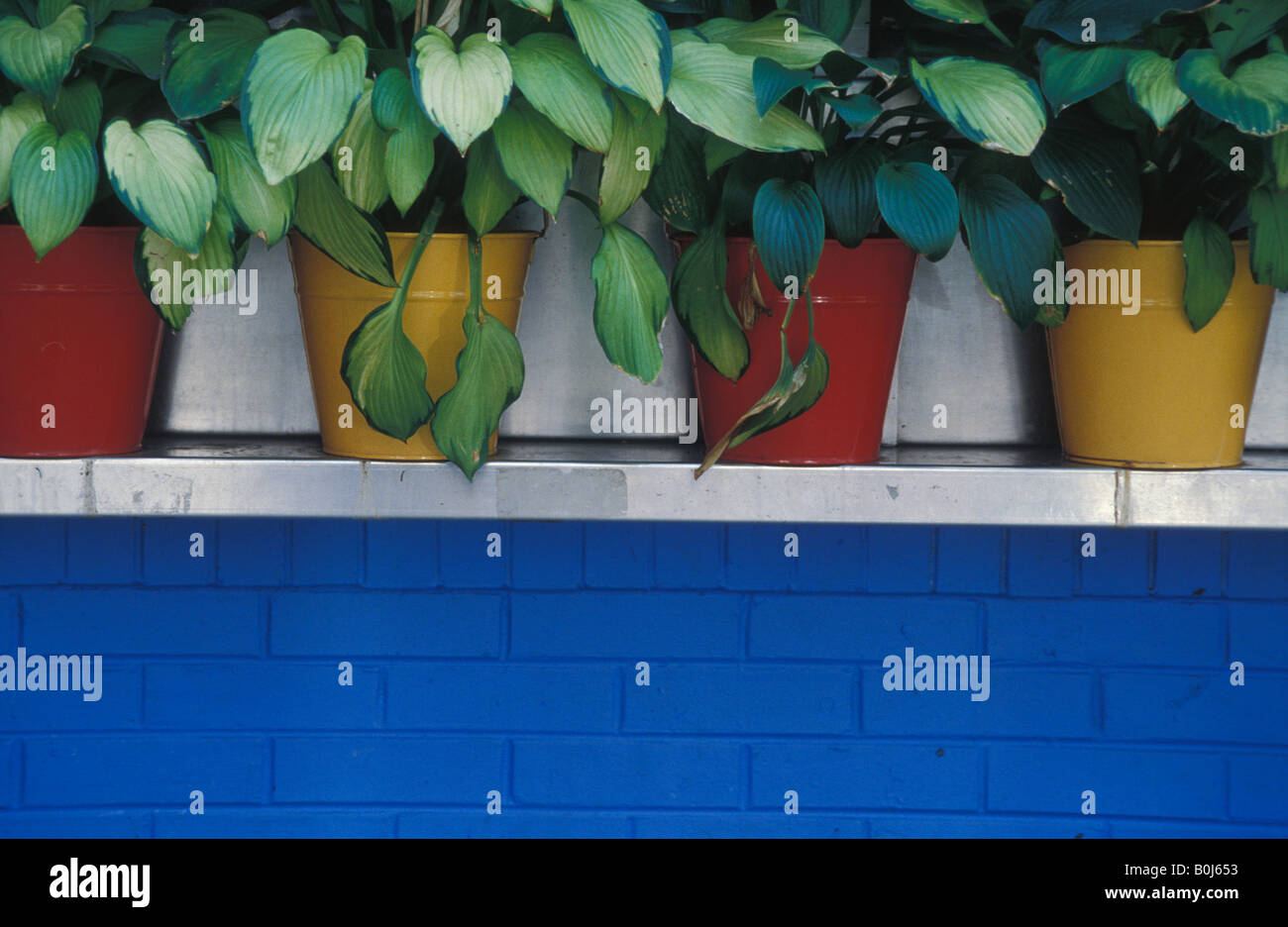 Restaurant bar window plants Stock Photo - Alamy