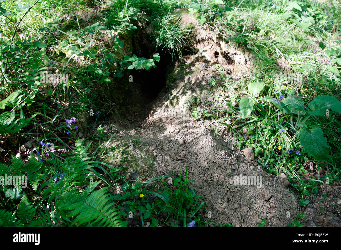 Rabbit burrow hi-res stock photography and images - Alamy