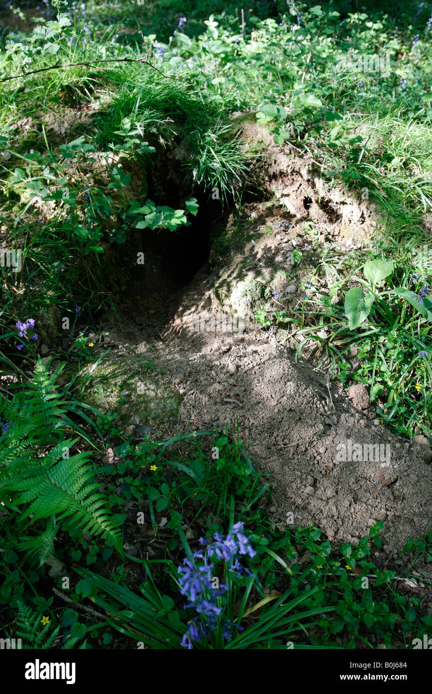 Rabbit at den hi-res stock photography and images - Alamy