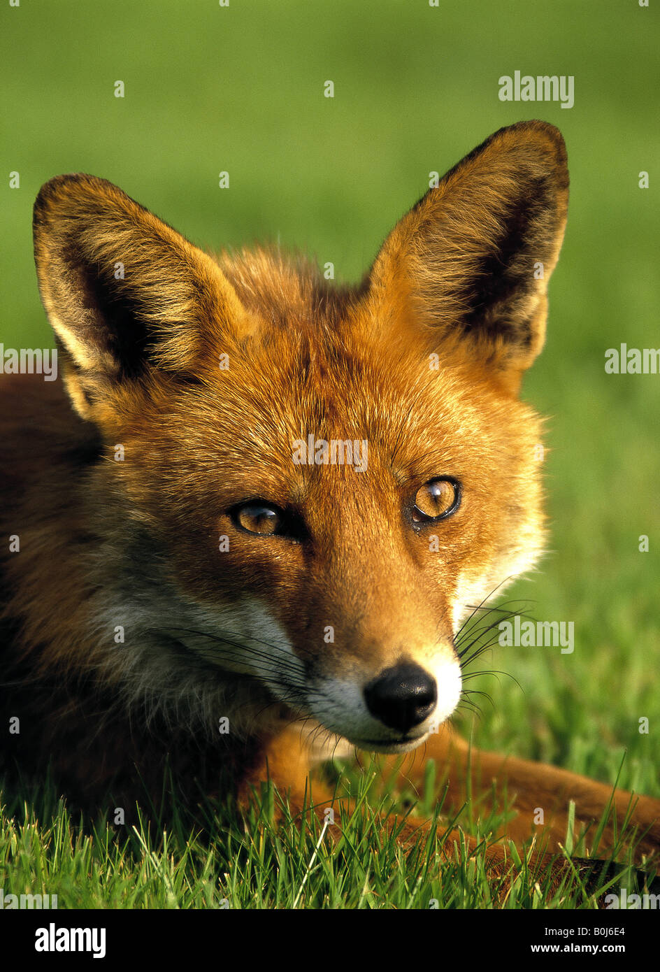 Tricky fox hi-res stock photography and images - Alamy