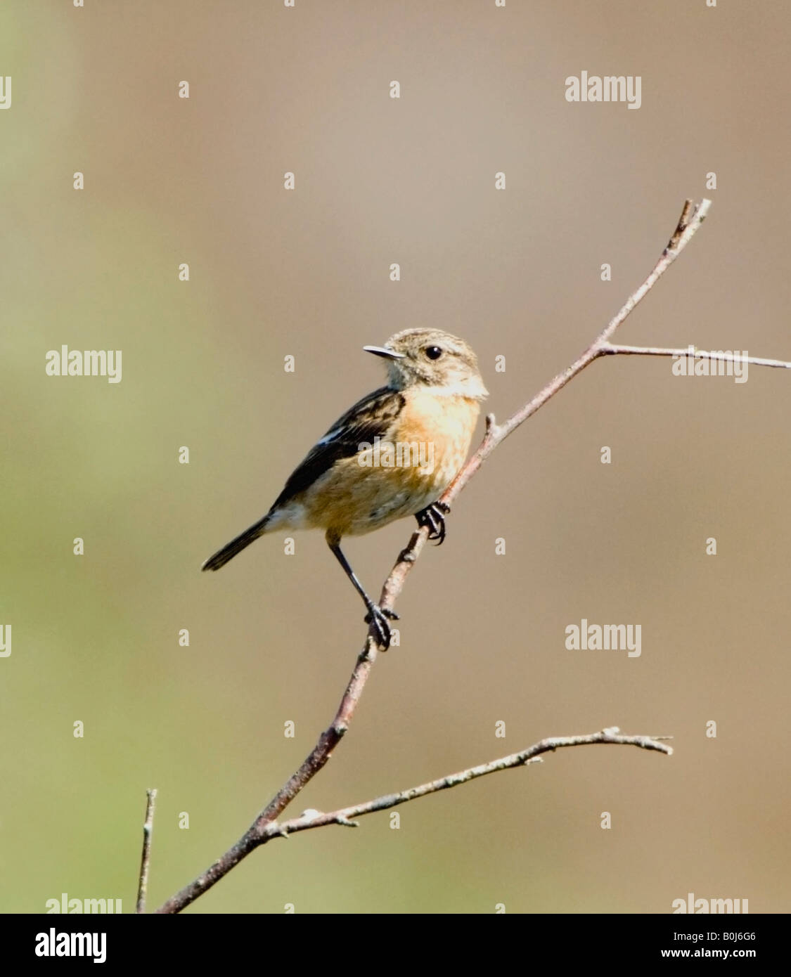Female stonechat hi-res stock photography and images - Alamy