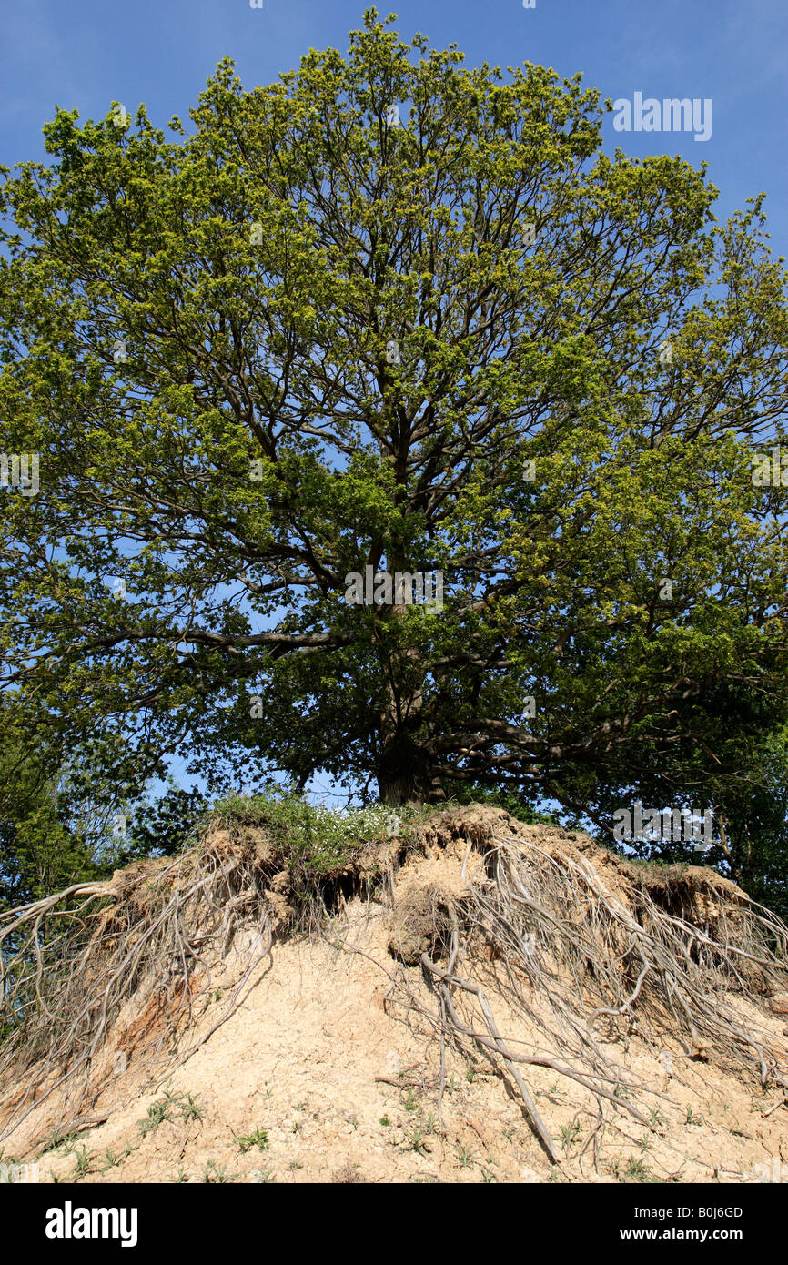exposed tree roots ewhurst surrey england uk Stock Photo - Alamy
