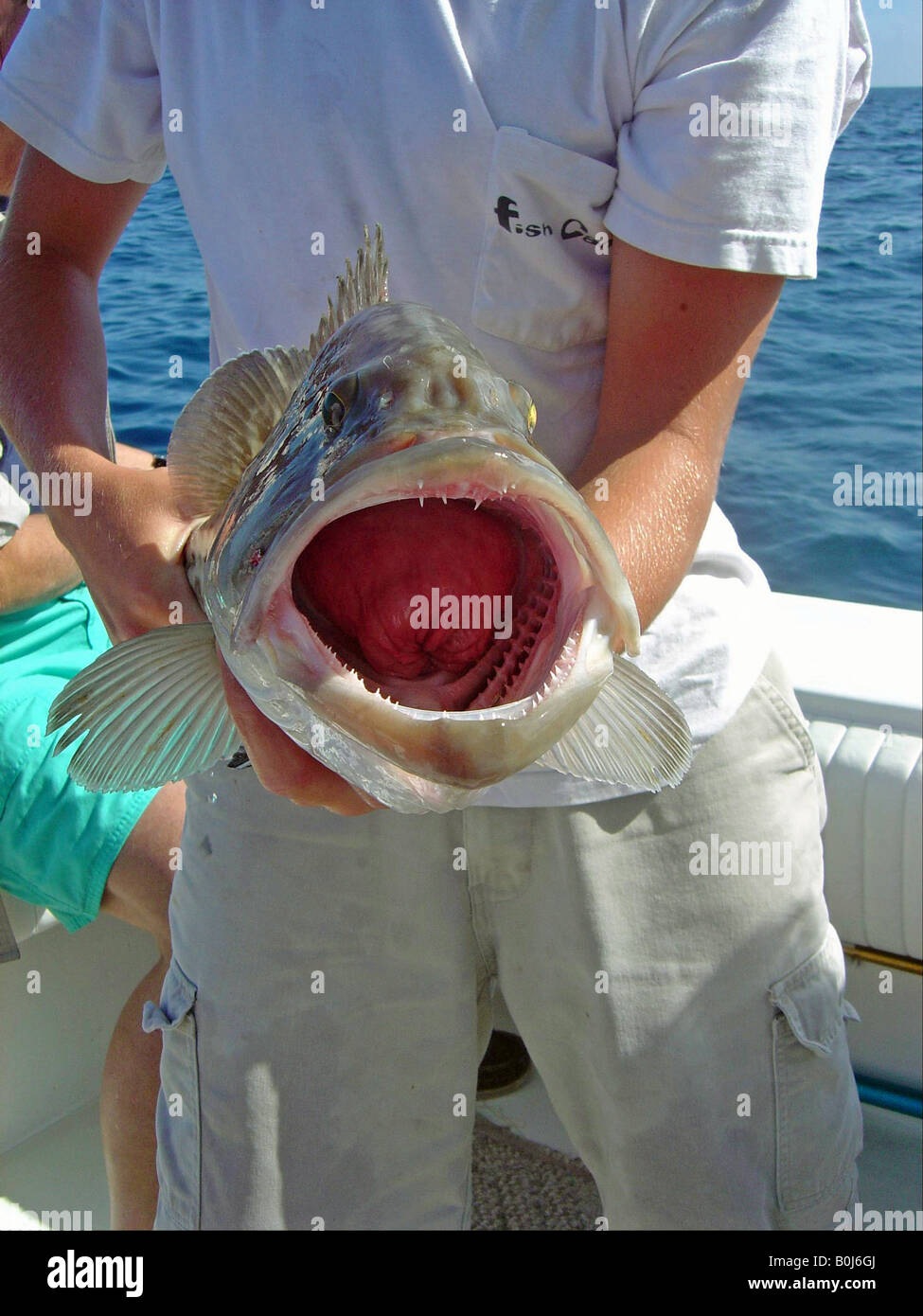 Grouper mouth hi-res stock photography and images - Alamy