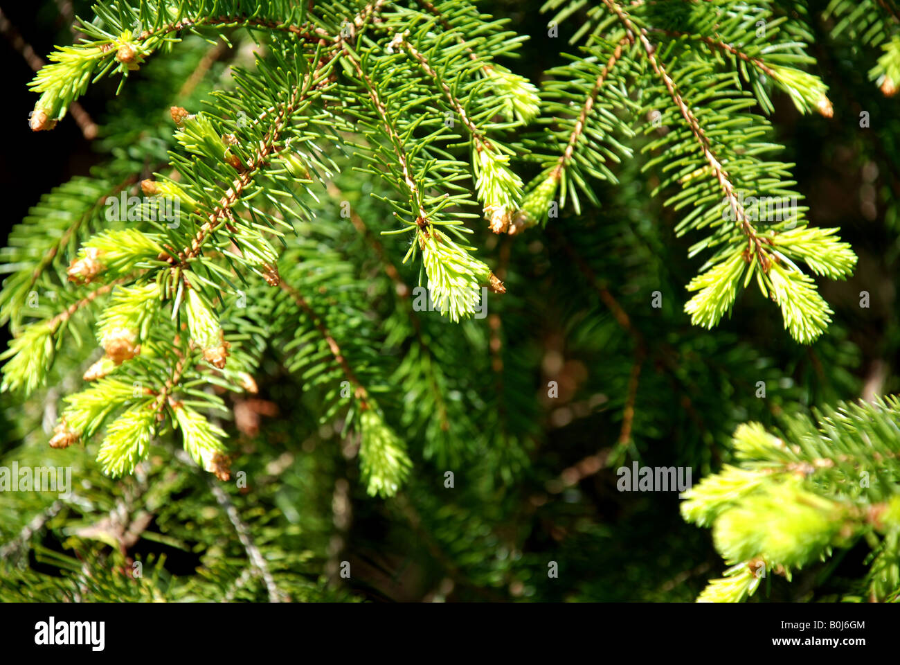 Young spruce sprig in sunlight Stock Photo - Alamy