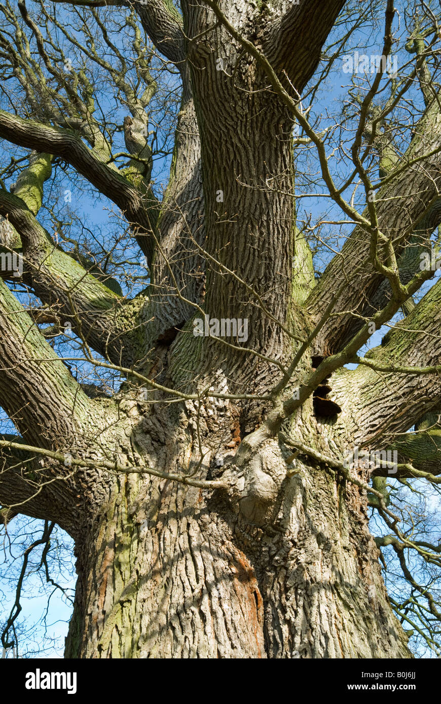 An Oak tree in Shropshire Stock Photo - Alamy