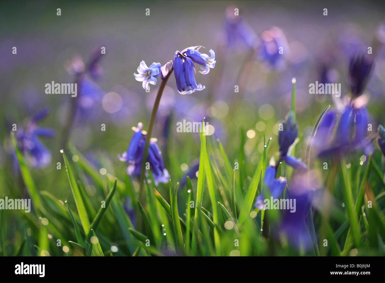 Bluebells in water hi-res stock photography and images - Alamy