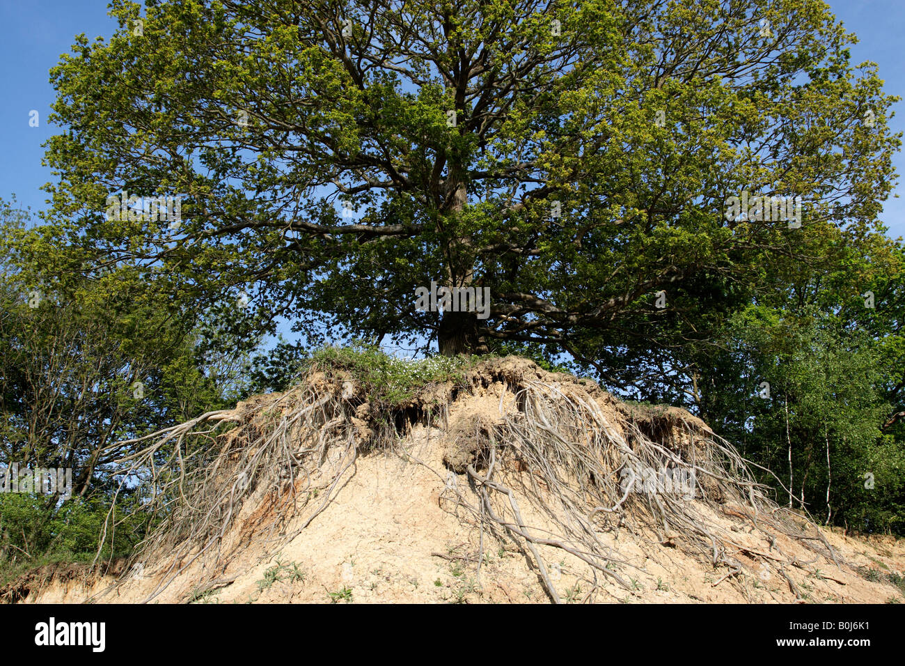Exposed tree roots hi-res stock photography and images - Alamy