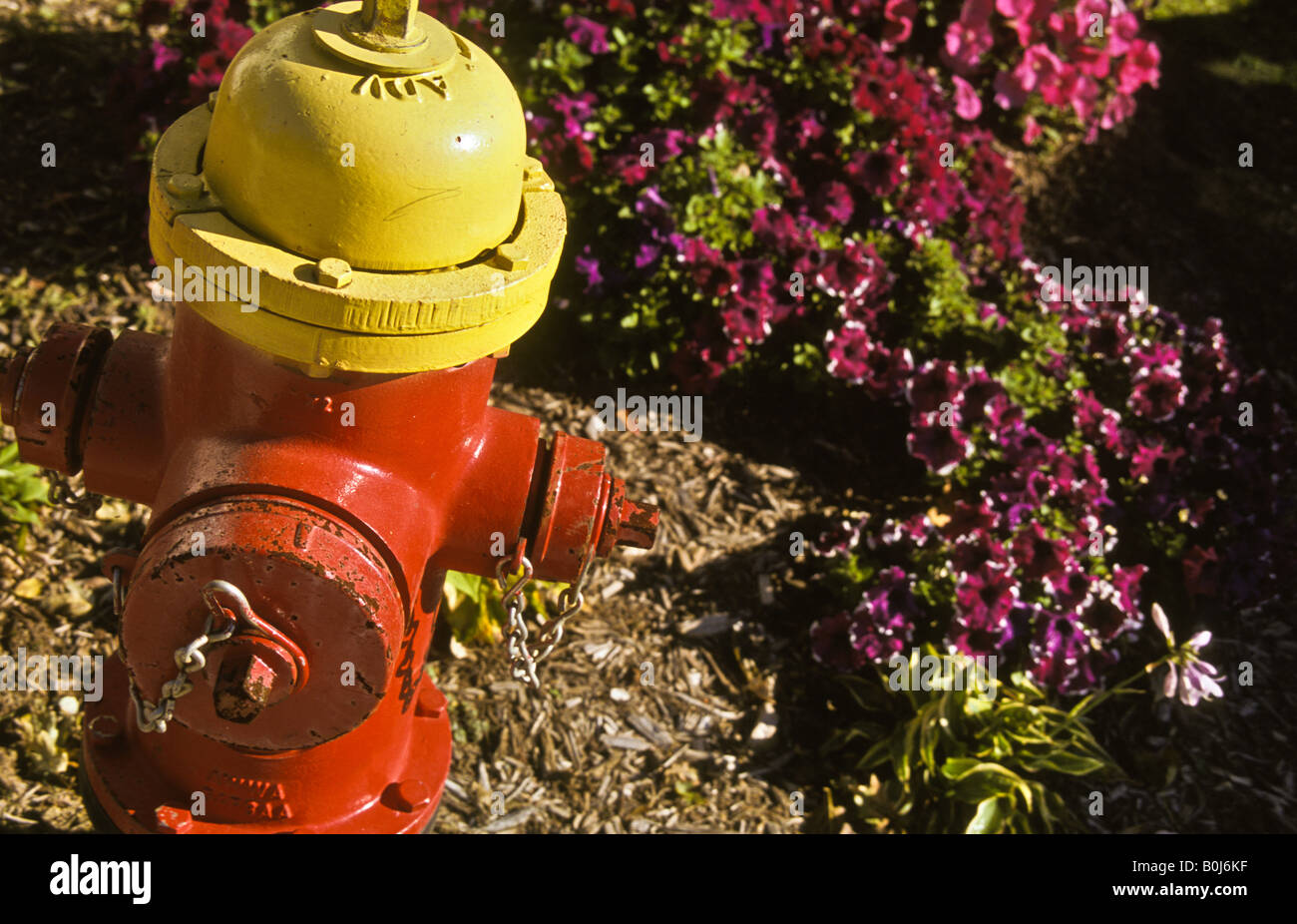Bright red yellow fire hydrant plug Stock Photo - Alamy