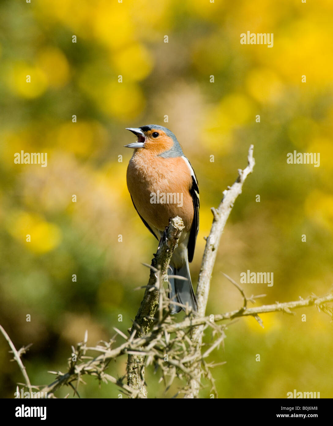 Singing open beak hi-res stock photography and images - Alamy