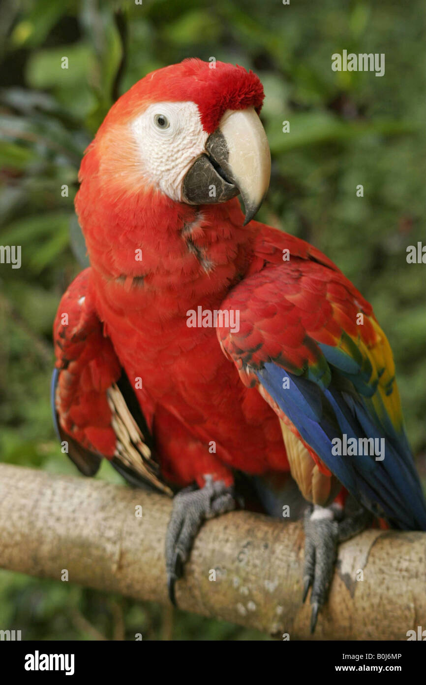 Red and blue parrot Stock Photo - Alamy