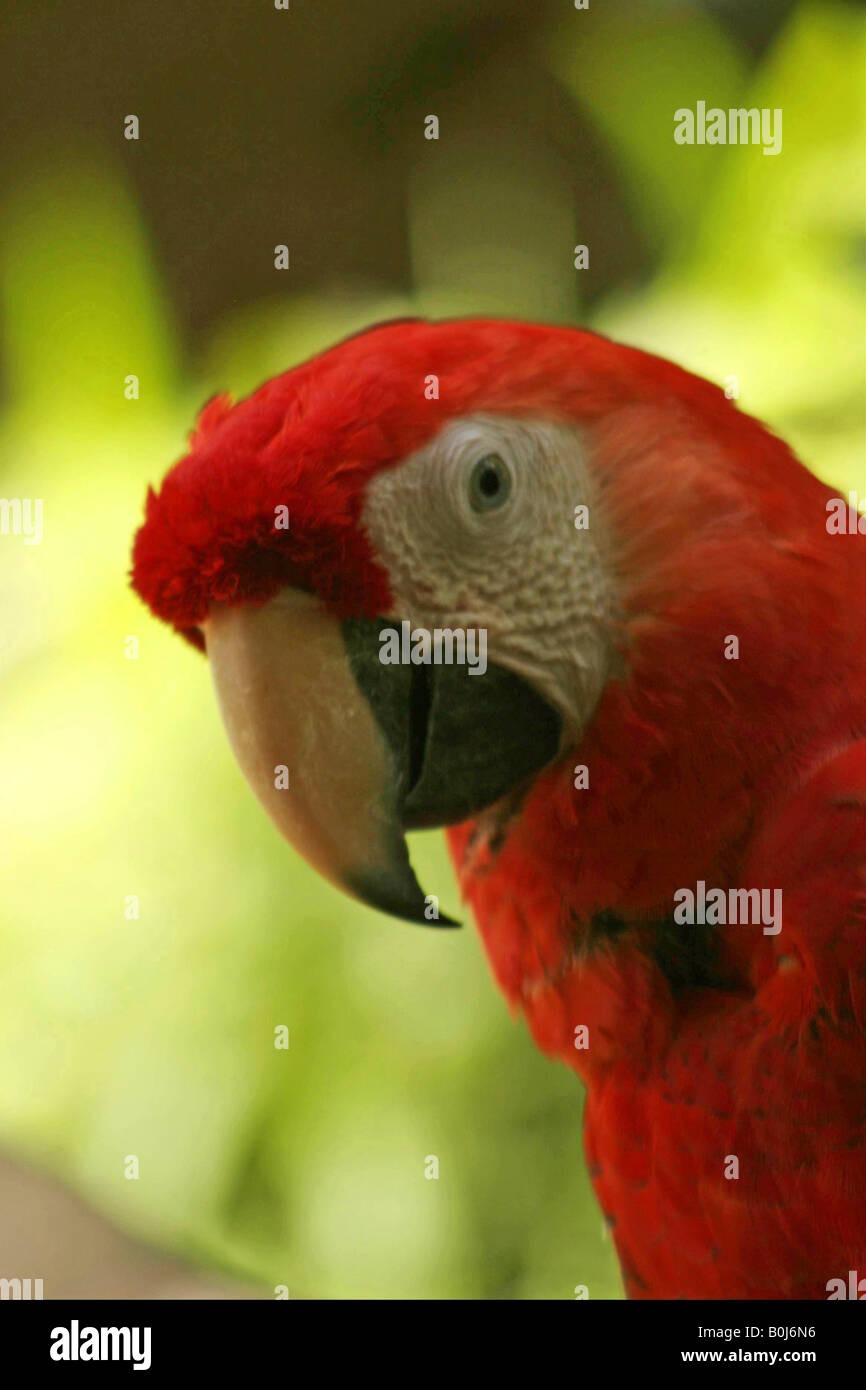 Parrot head hi-res stock photography and images - Alamy