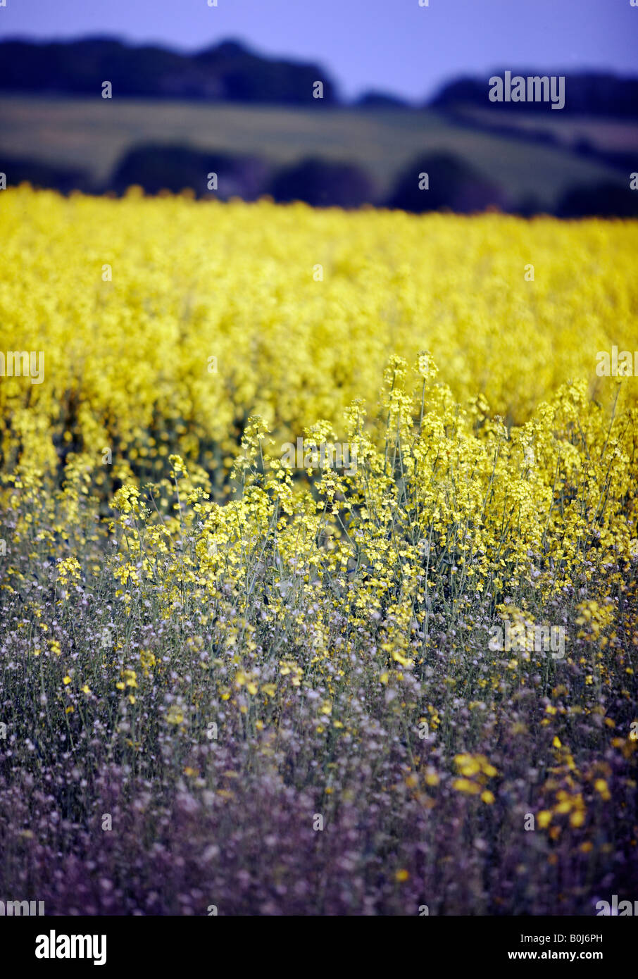 Rape seed field Stock Photo - Alamy