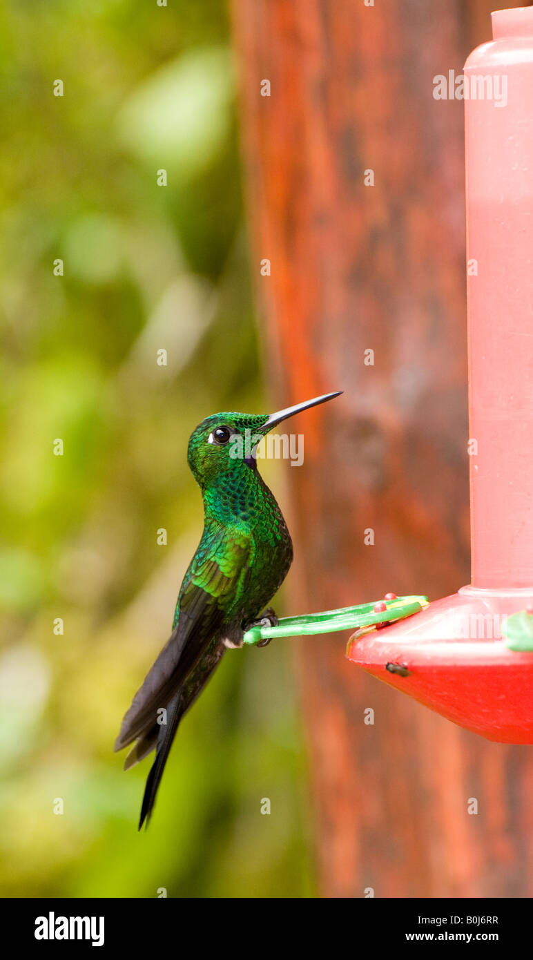COSTA RICA Green crowned brilliant hummingbird on feeder Caribbean ...