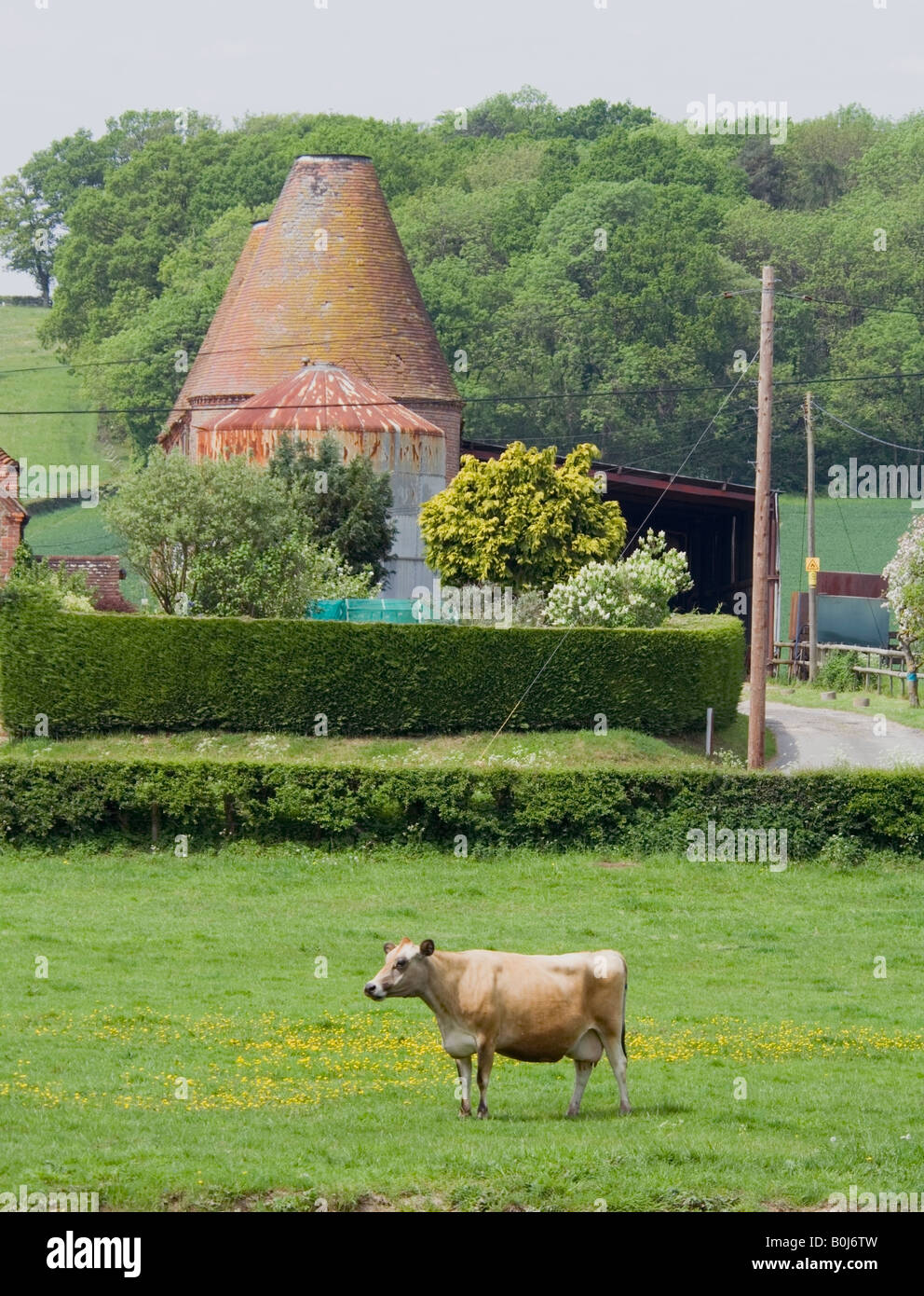 Jersey cow hi-res stock photography and images - Alamy