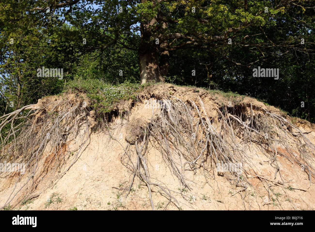 Erosion roots hi-res stock photography and images - Alamy