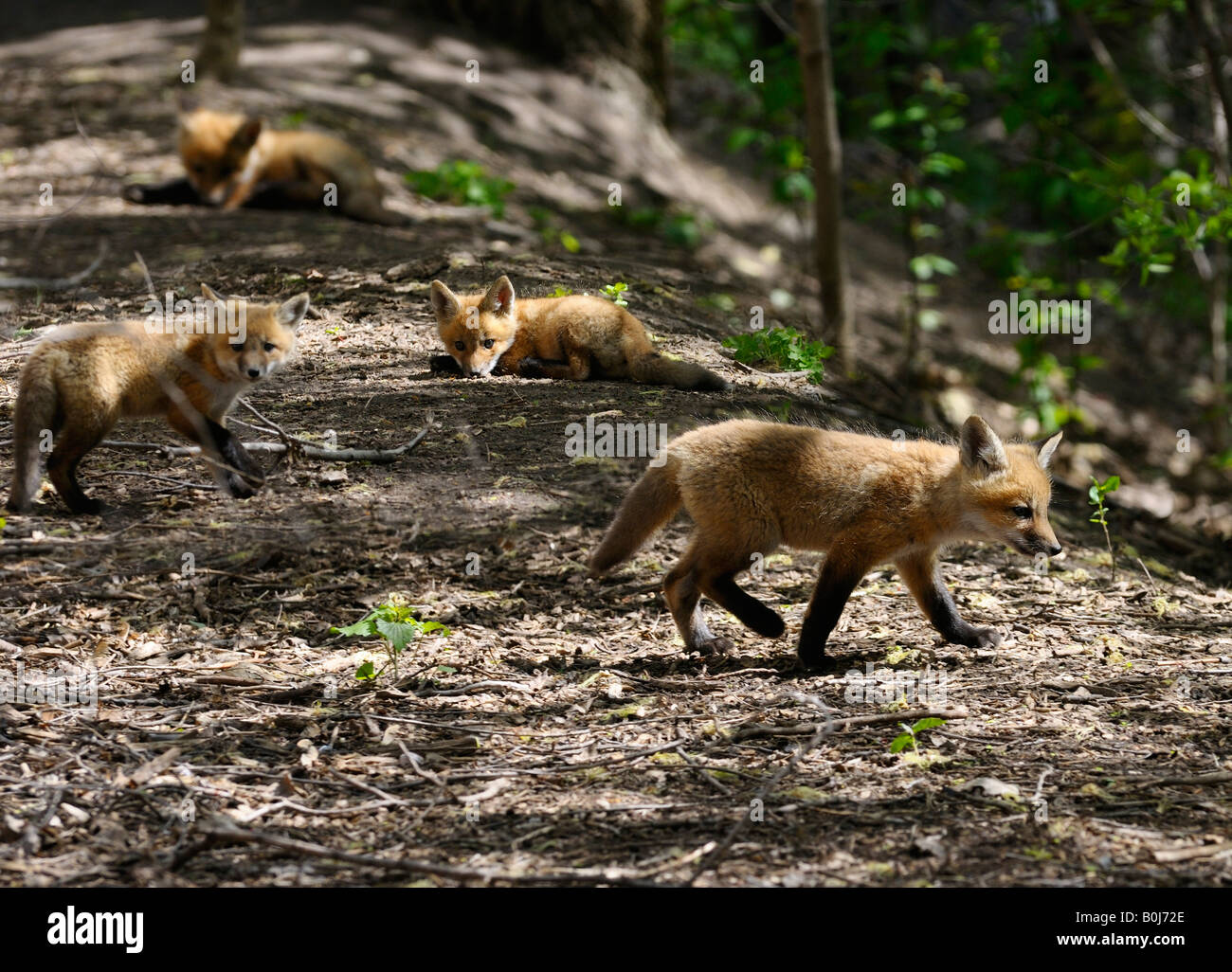 Red Fox Kits Emerging From Den Growing New Coat