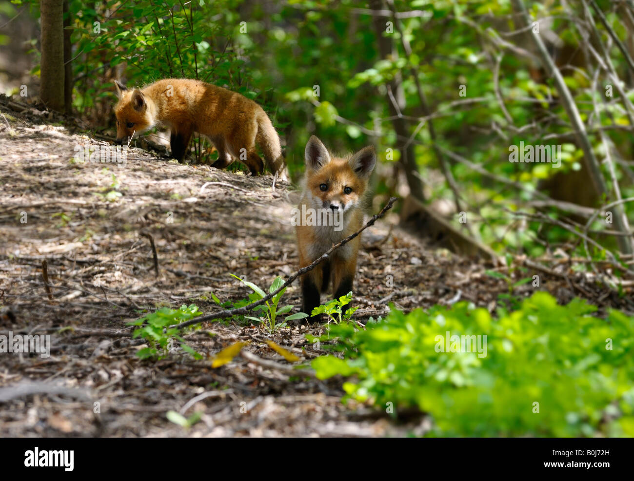 Curious fox pups hi-res stock photography and images - Alamy