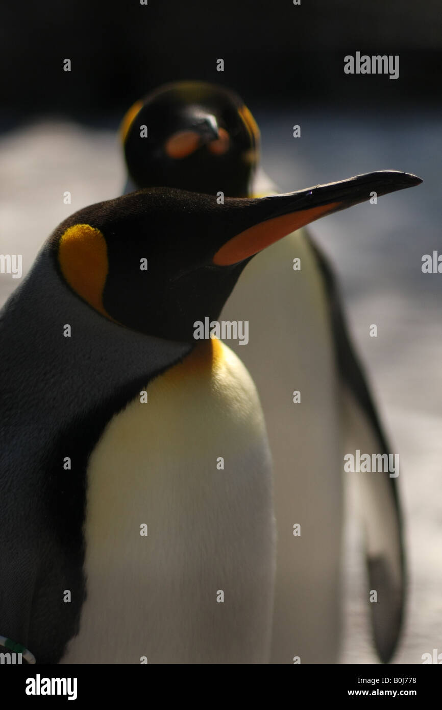 Penguins at Edinburgh Zoo Stock Photo - Alamy