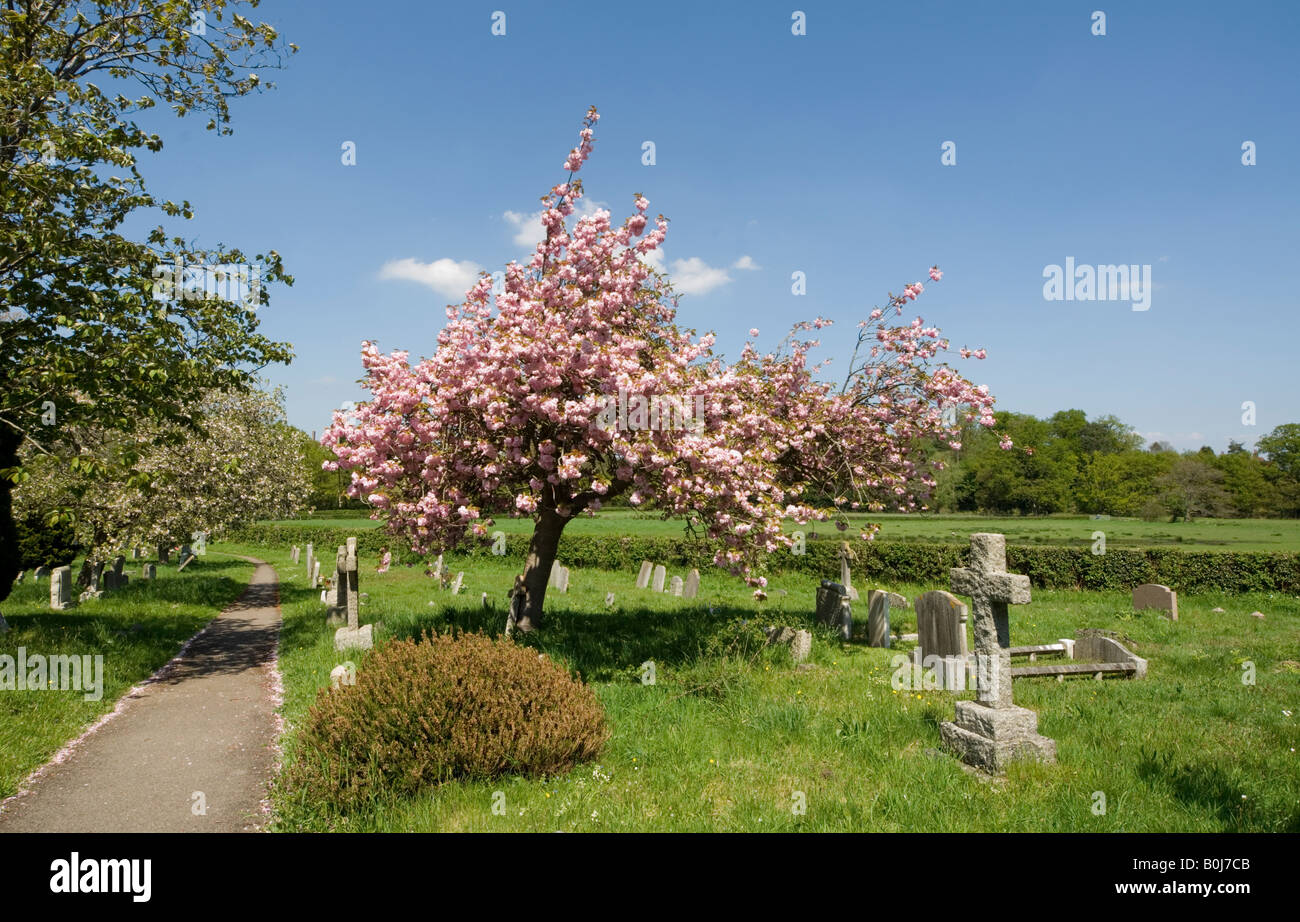 Cherry blossom tree in graveyard hi-res stock photography and images ...