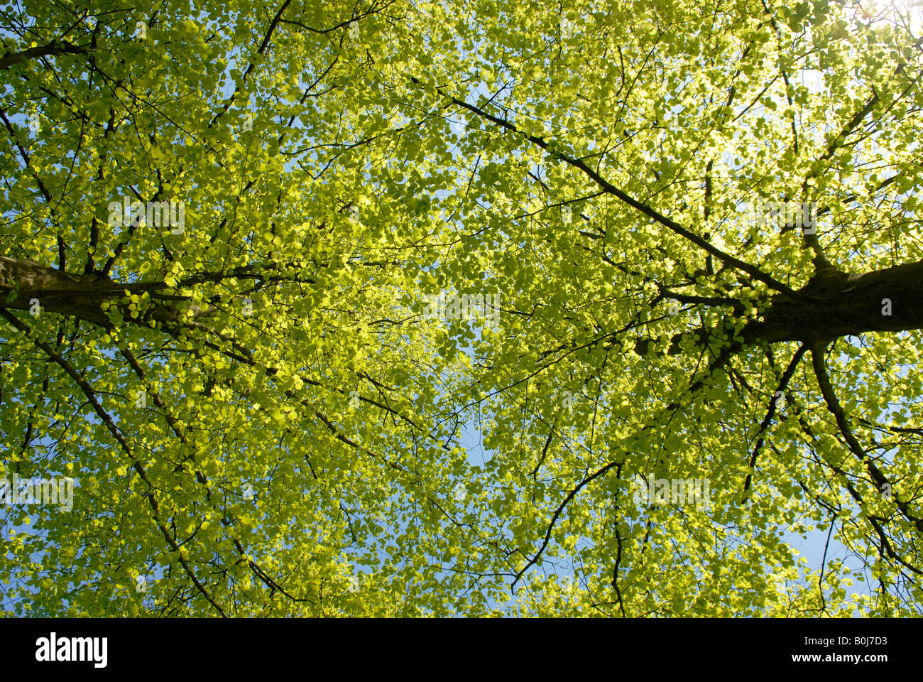 Botany patron hi-res stock photography and images - Alamy