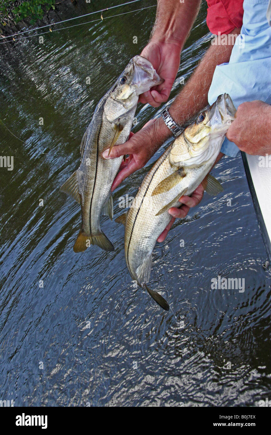 Snook fish hi-res stock photography and images - Alamy