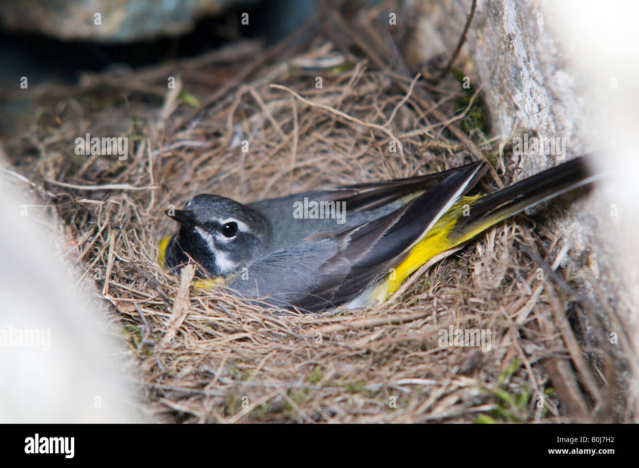 Yellow Wagtail female nesting (Motacilla flava), Portugal Stock Photo ...