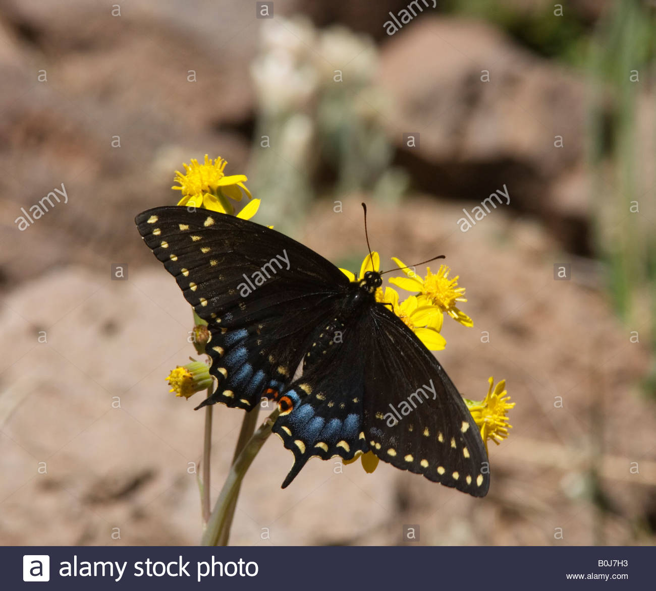 Papilio Polyxenes Stock Photos & Papilio Polyxenes Stock Images - Alamy