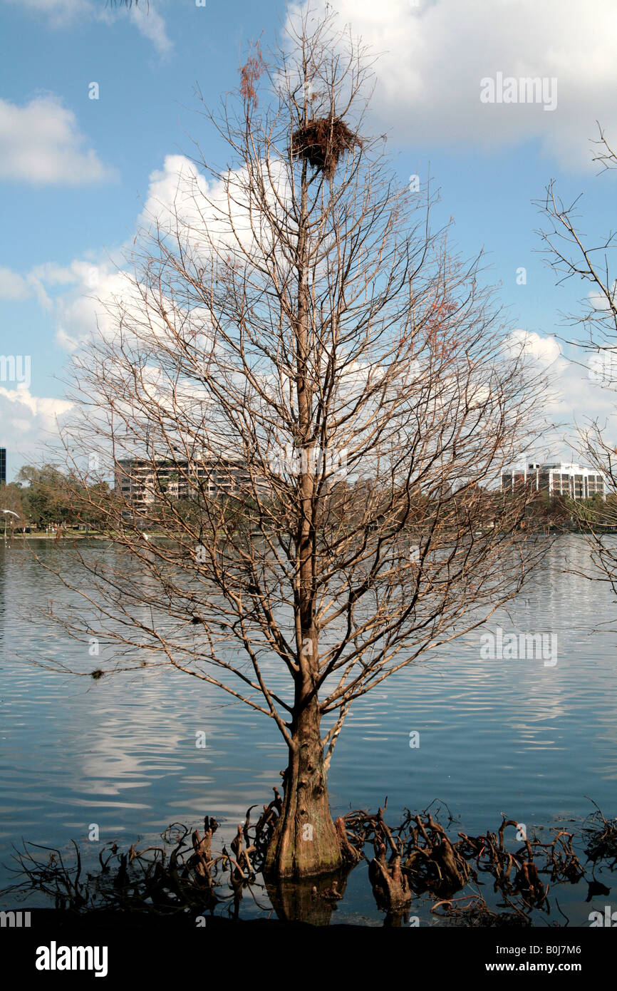 Sinuous roots hi-res stock photography and images - Alamy