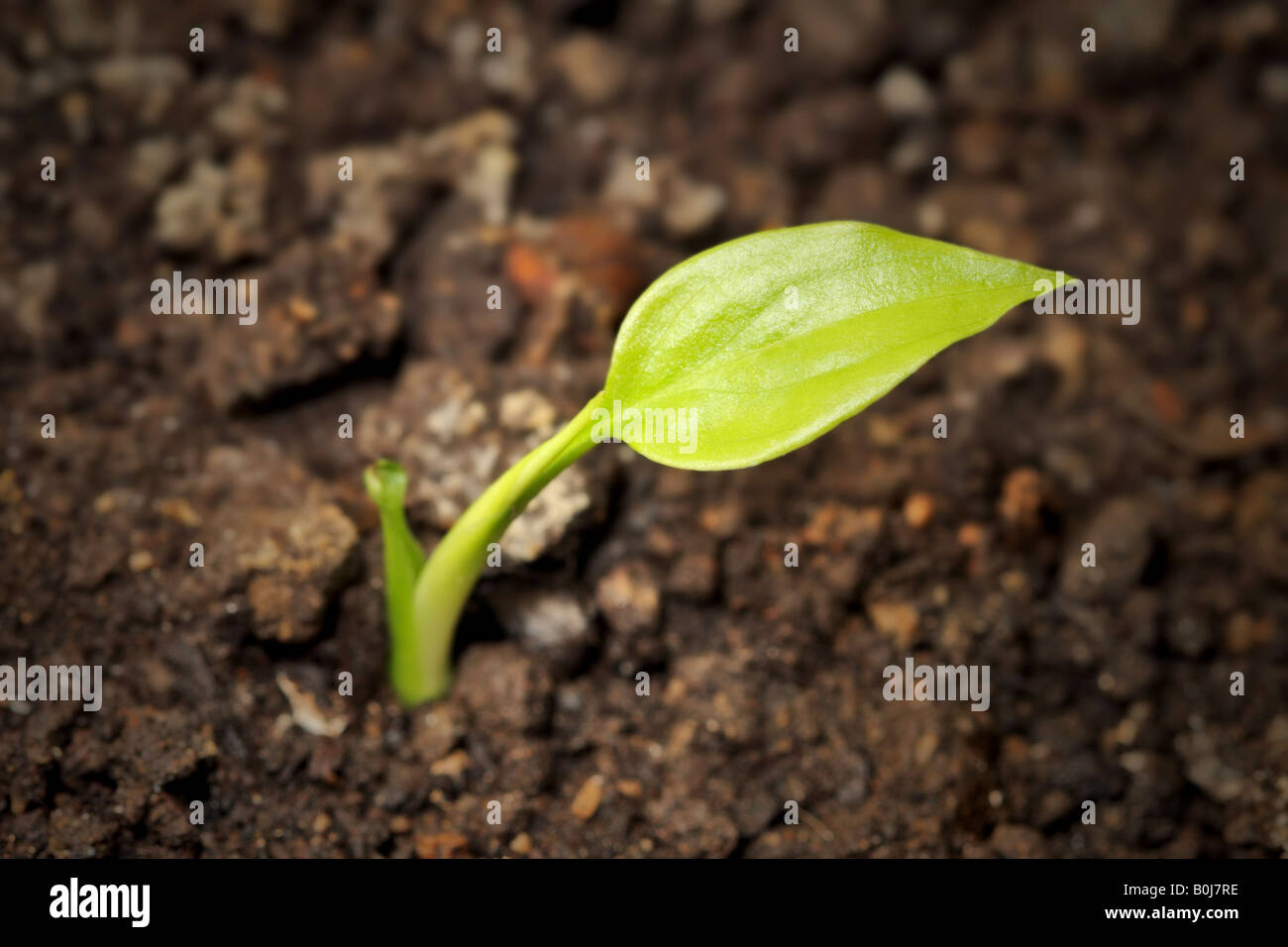 Plant emerging from seed hi-res stock photography and images - Alamy