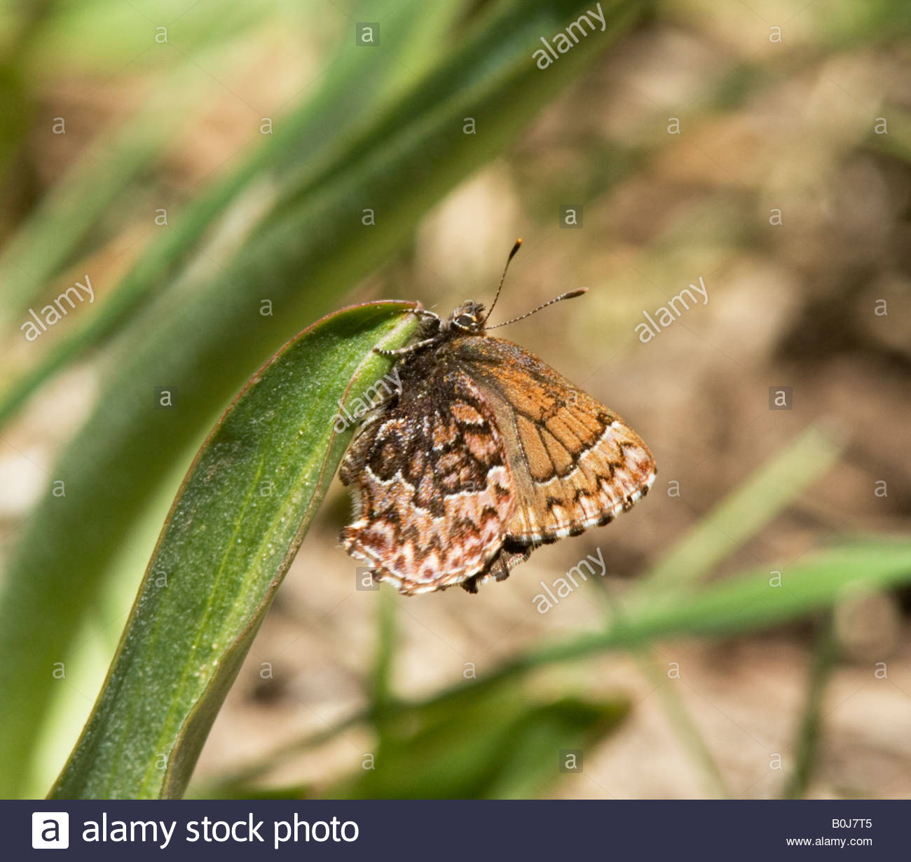 Elfin Butterfly High Resolution Stock Photography and Images - Alamy