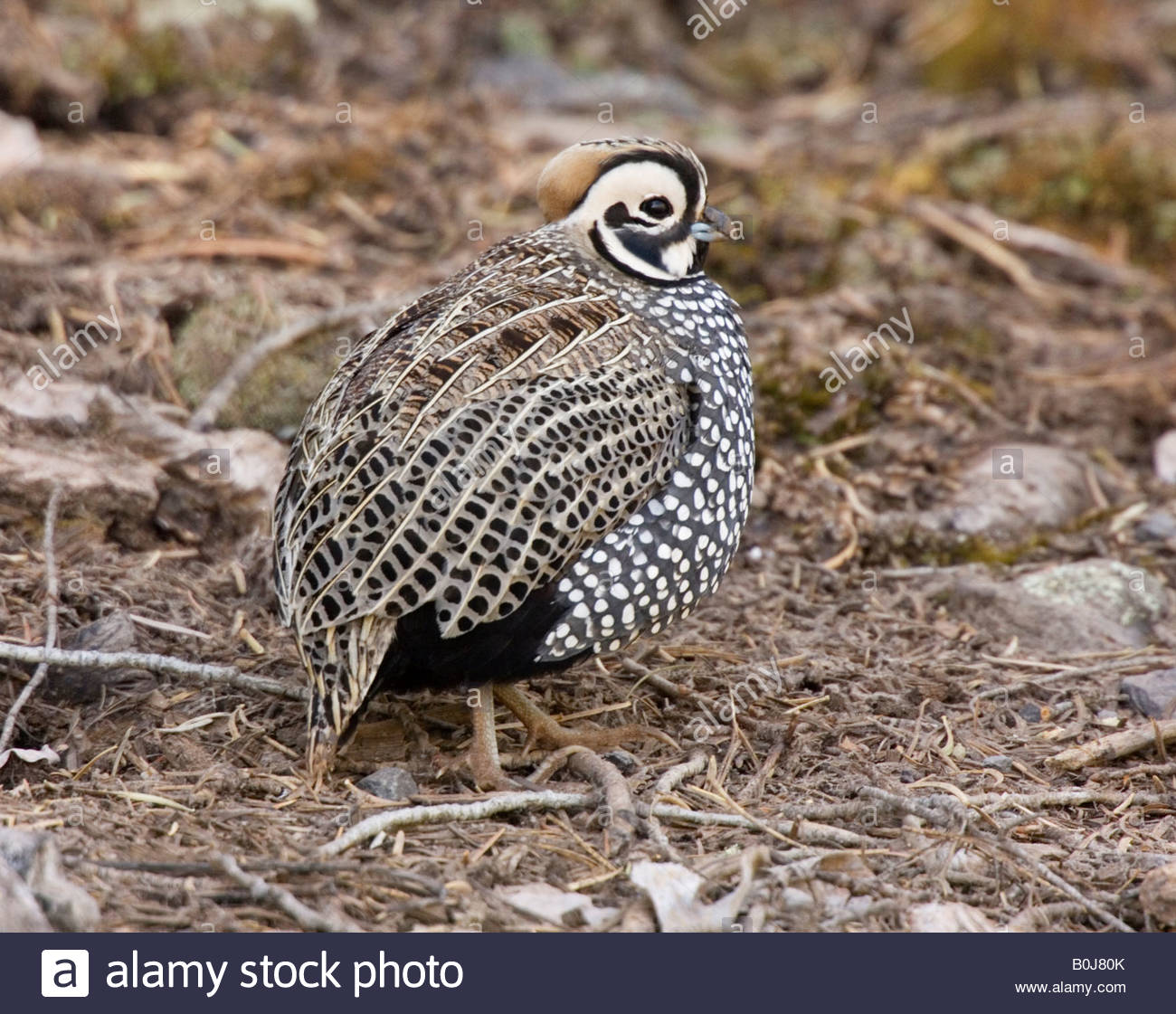 Mearns Quail High Resolution Stock Photography and Images - Alamy