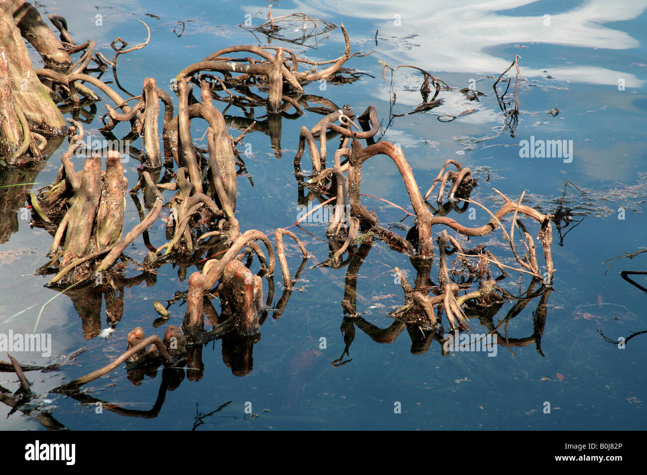 Aquatic roots hi-res stock photography and images - Alamy