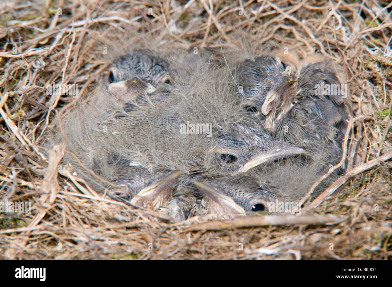 Chicks wagtails hi-res stock photography and images - Alamy