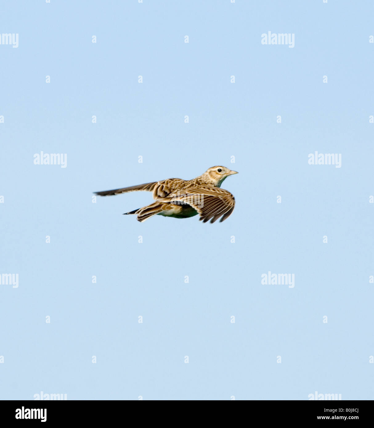 Skylark flying hi-res stock photography and images - Alamy