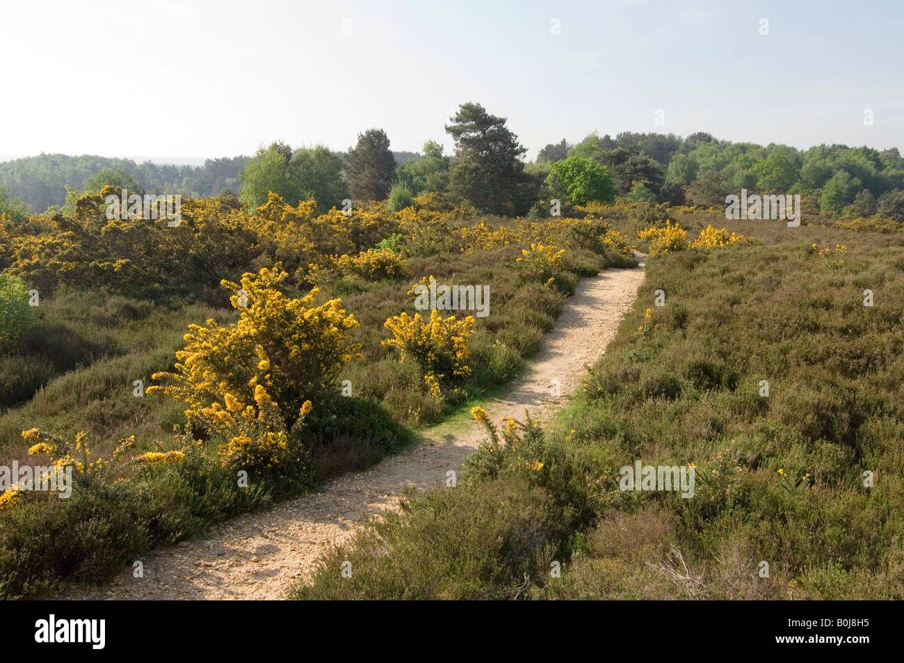 Frensham common hi-res stock photography and images - Alamy