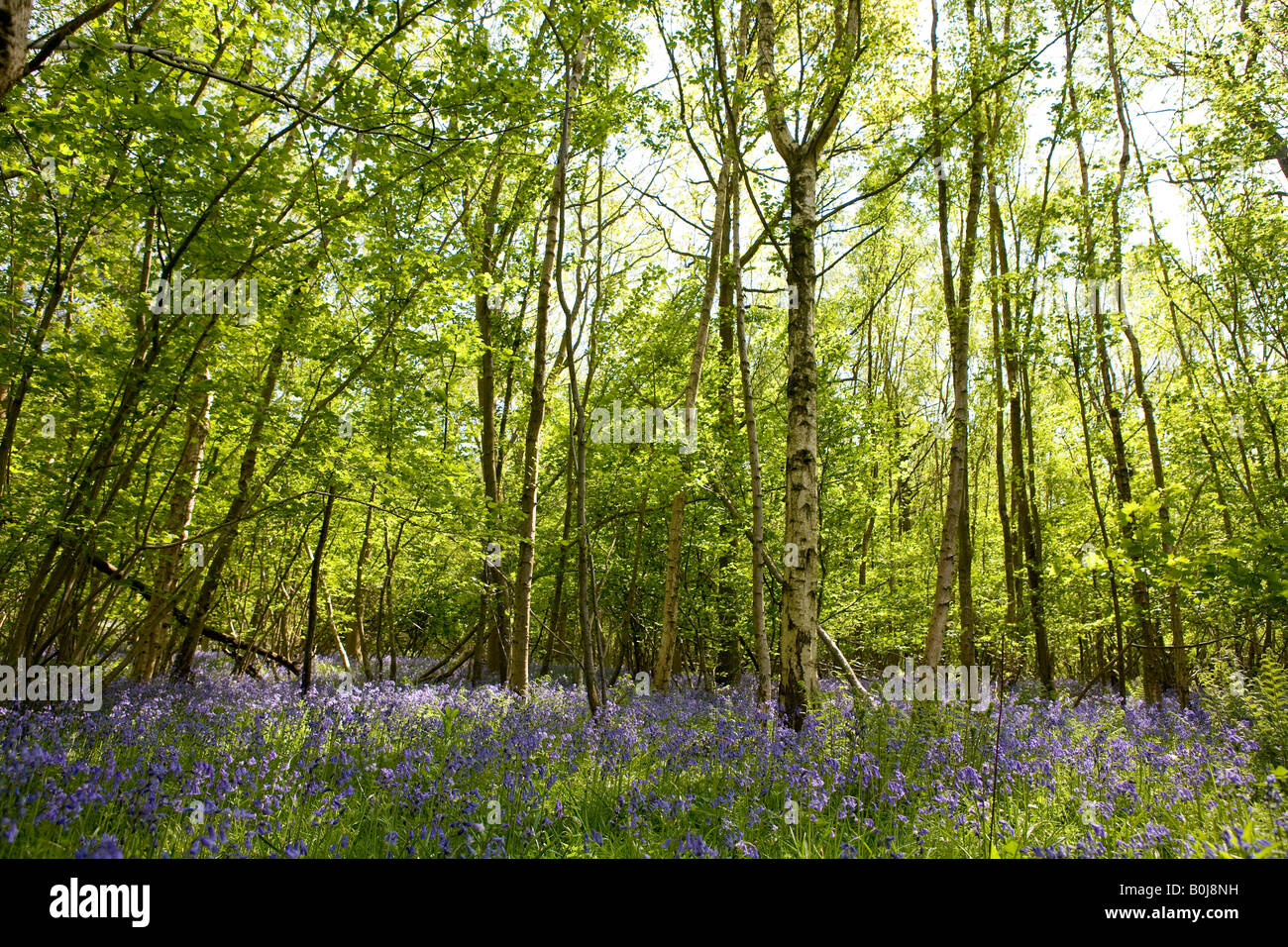 Bluebell Woods Surrey UK Europe Stock Photo - Alamy