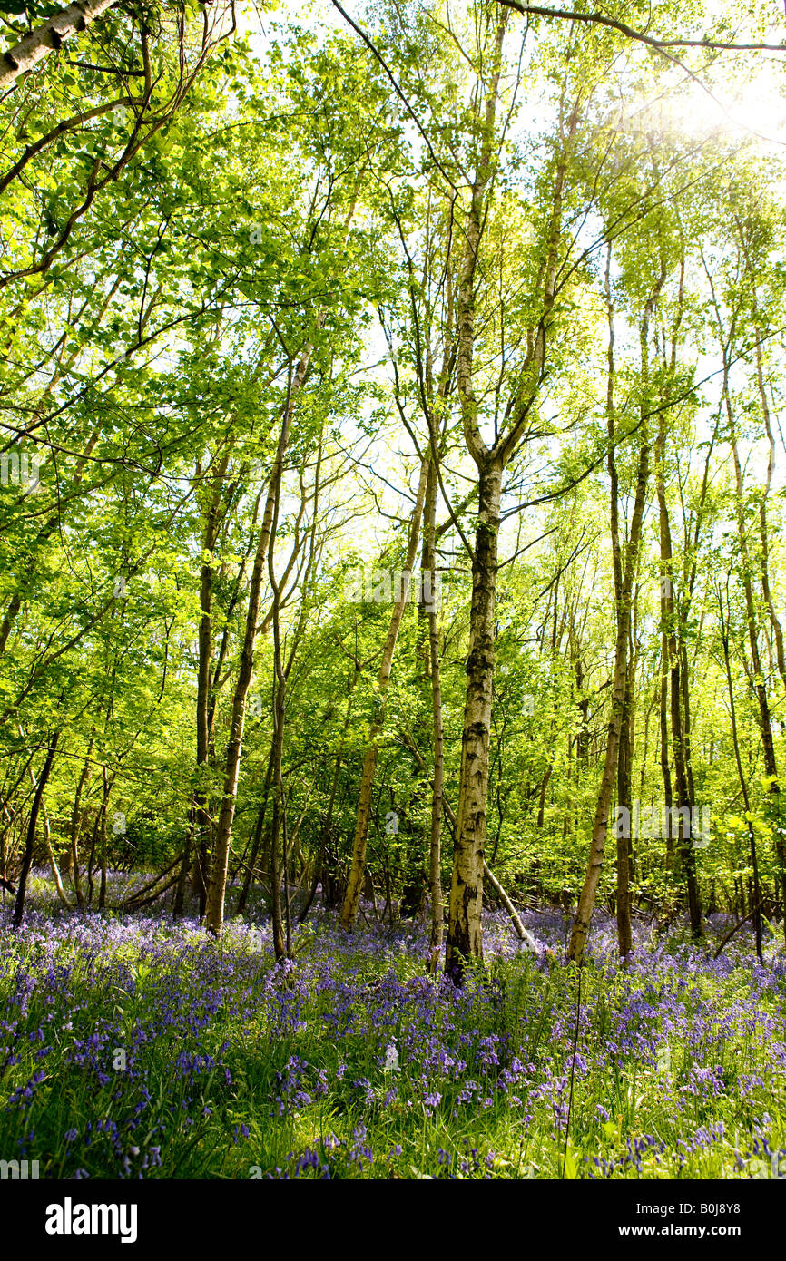 Bluebell Woods Surrey UK Europe Stock Photo - Alamy