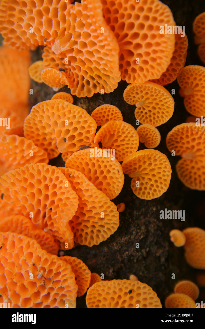 Orange tree fungus as seen from below Stock Photo - Alamy