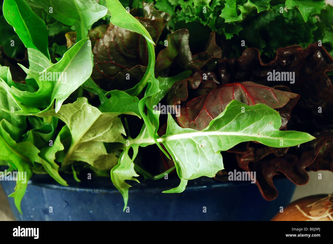 Dandelion greens red chard and mustard greens picked fresh from the ...