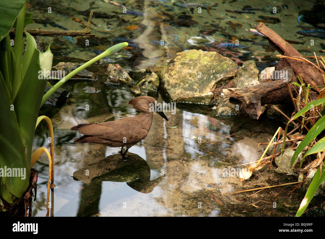 African hammer head bird hi-res stock photography and images - Alamy