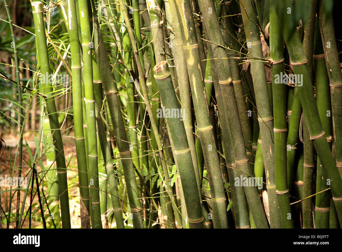 Bamboo logs in a tropical rainforest Stock Photo - Alamy