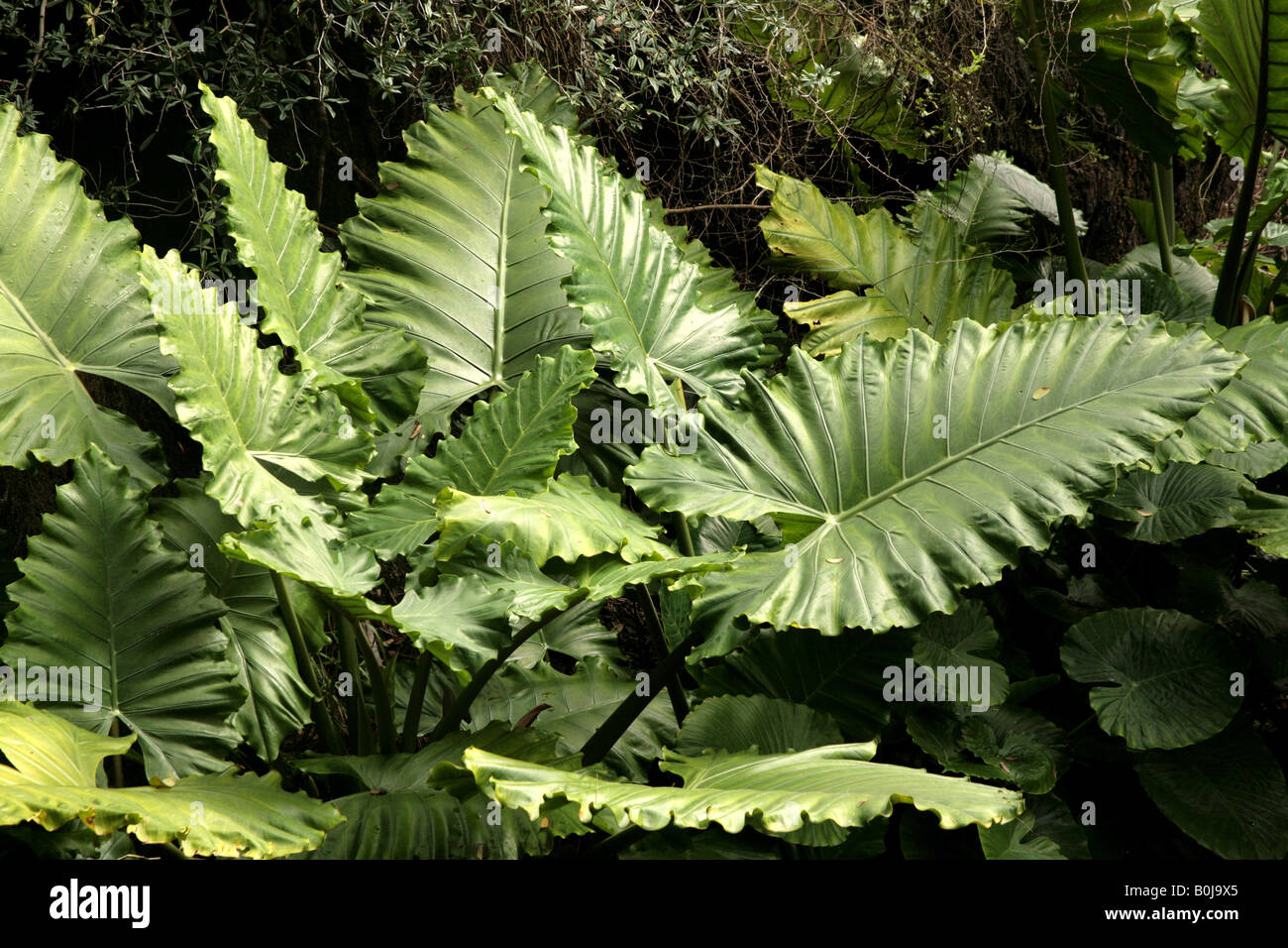 Plants with large leafs in a tropical rainforest Stock Photo - Alamy