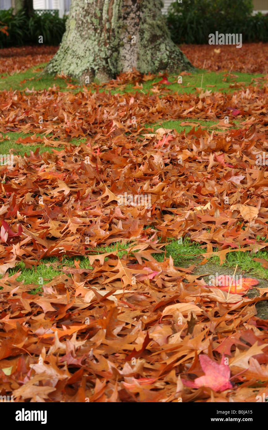 Autumn leaves on the ground beneath a tree Stock Photo - Alamy