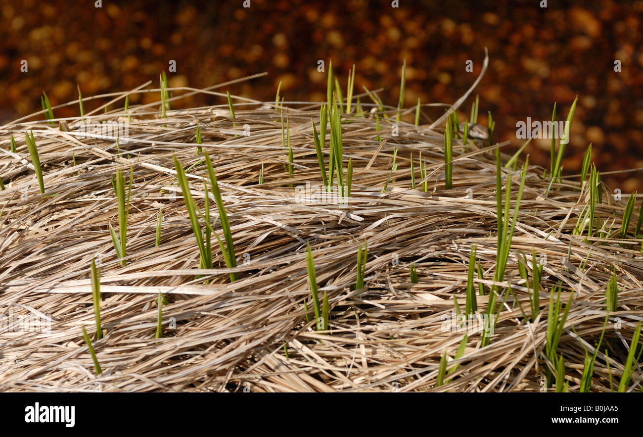 Modrava Sumava National Park Czech Republic Stock Photo - Alamy