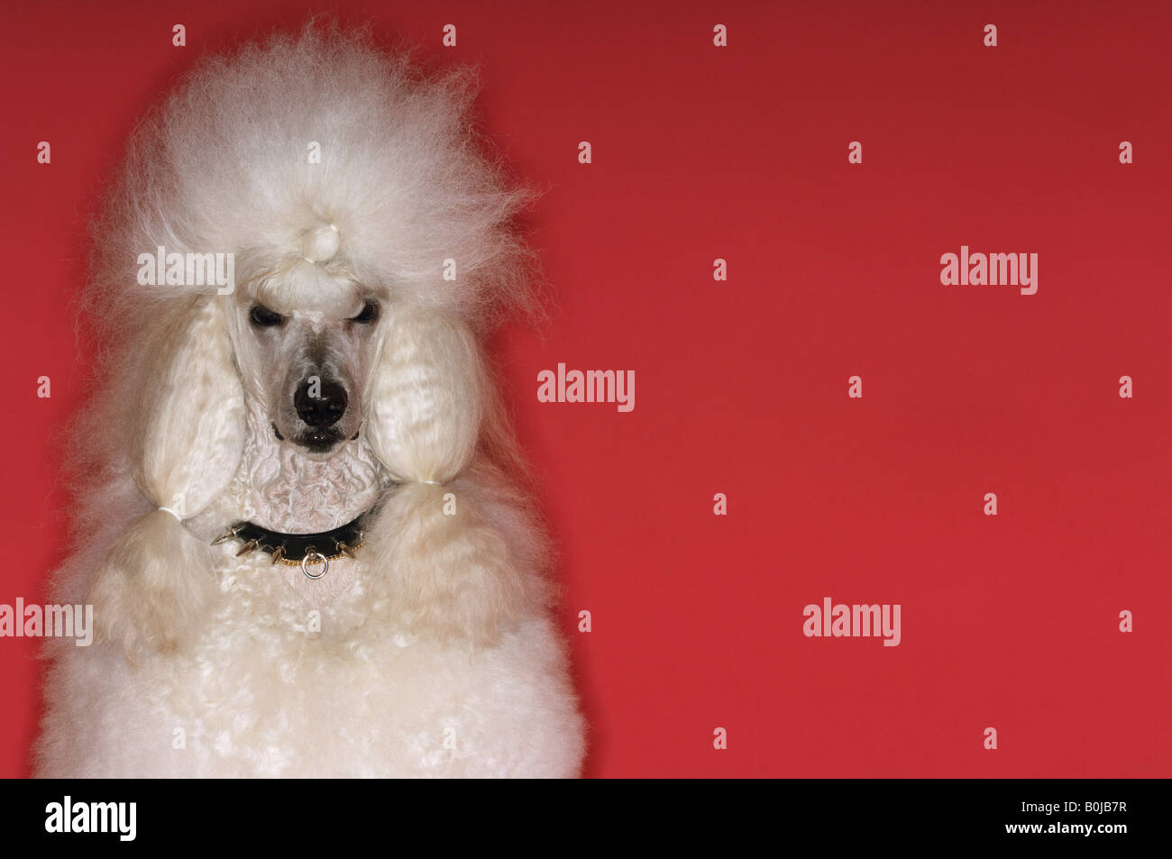 White poodle hi-res stock photography and images - Alamy