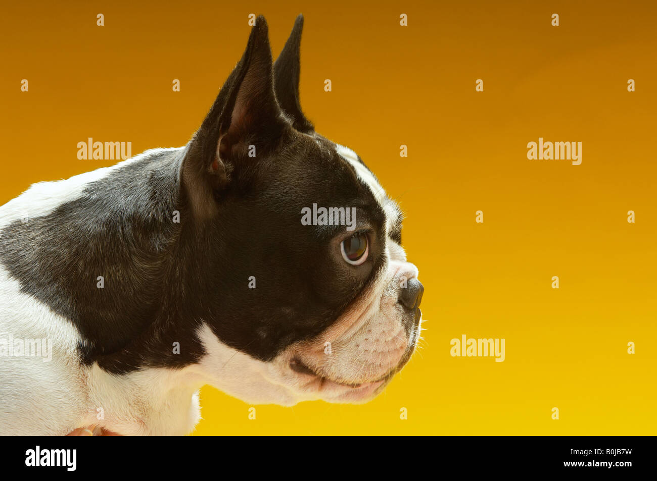 Frenchie photography hi-res stock photography and images - Alamy