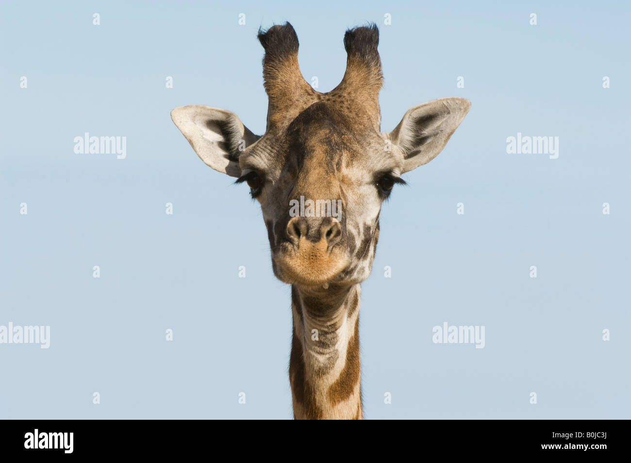 Giraffe cut out hi-res stock photography and images - Alamy