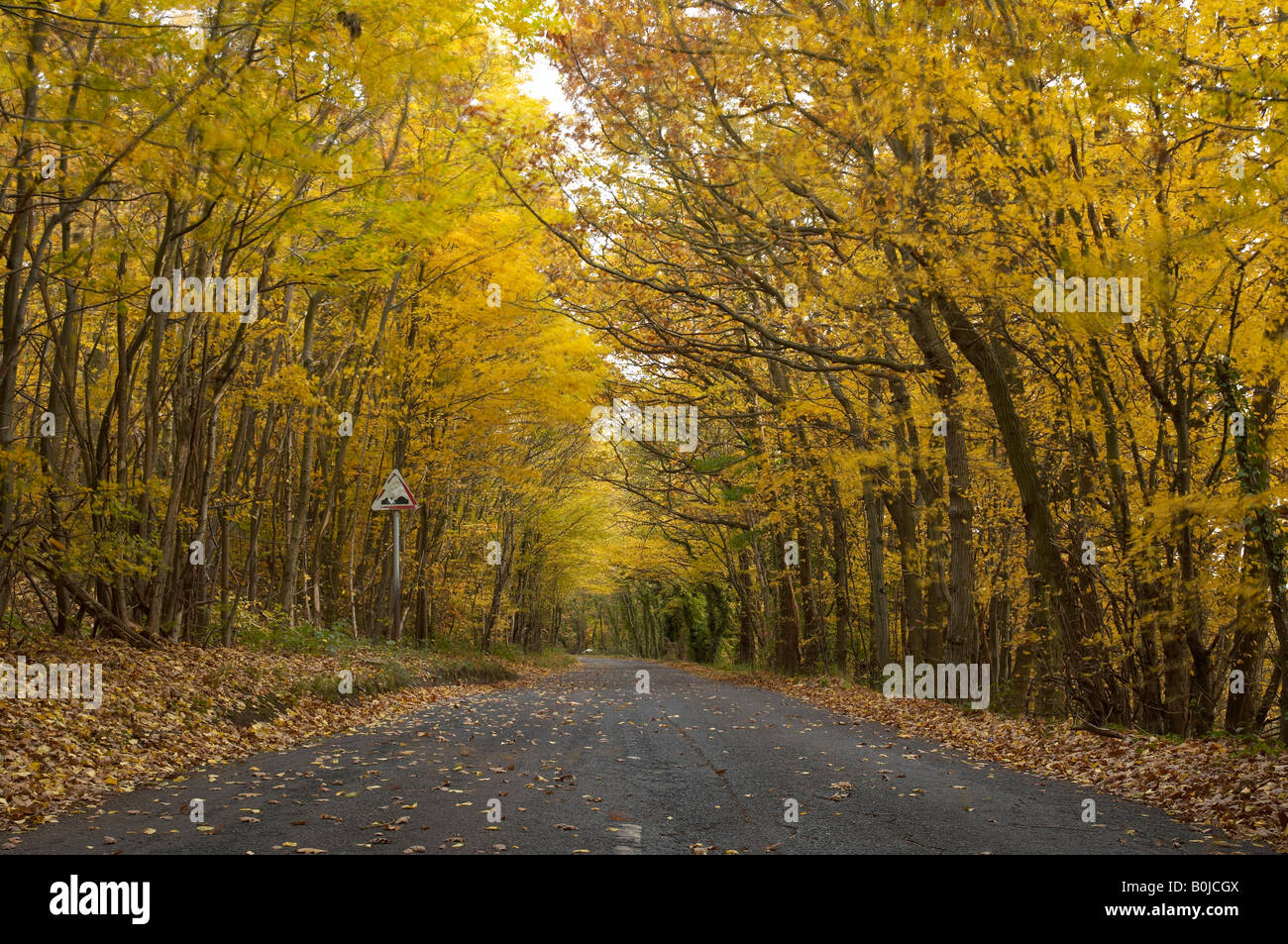 Avenue of trees with golden leaves hi-res stock photography and images ...