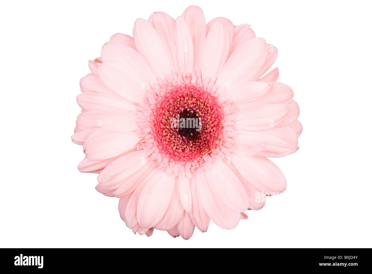 Gerbera daisy over white background Stock Photo - Alamy